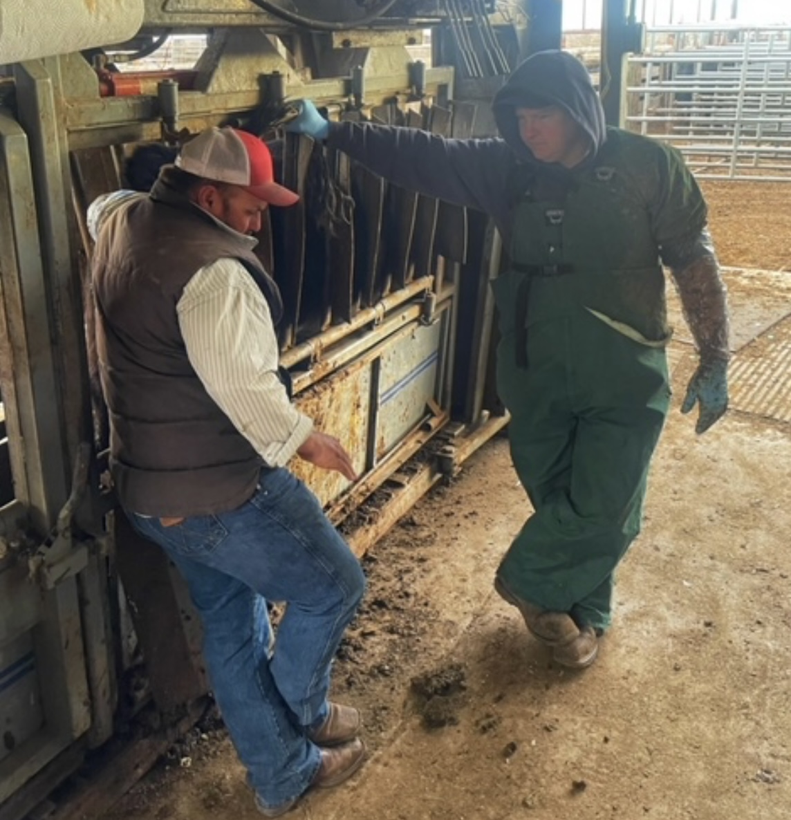 Palpation & Ultrasound - Schleining Genetics, LLC